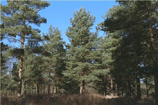 Træartsvalget 15. Skovfyr – Københavns Universitet