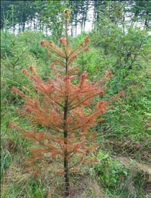 Skadevoldere på douglasgran – Københavns Universitet